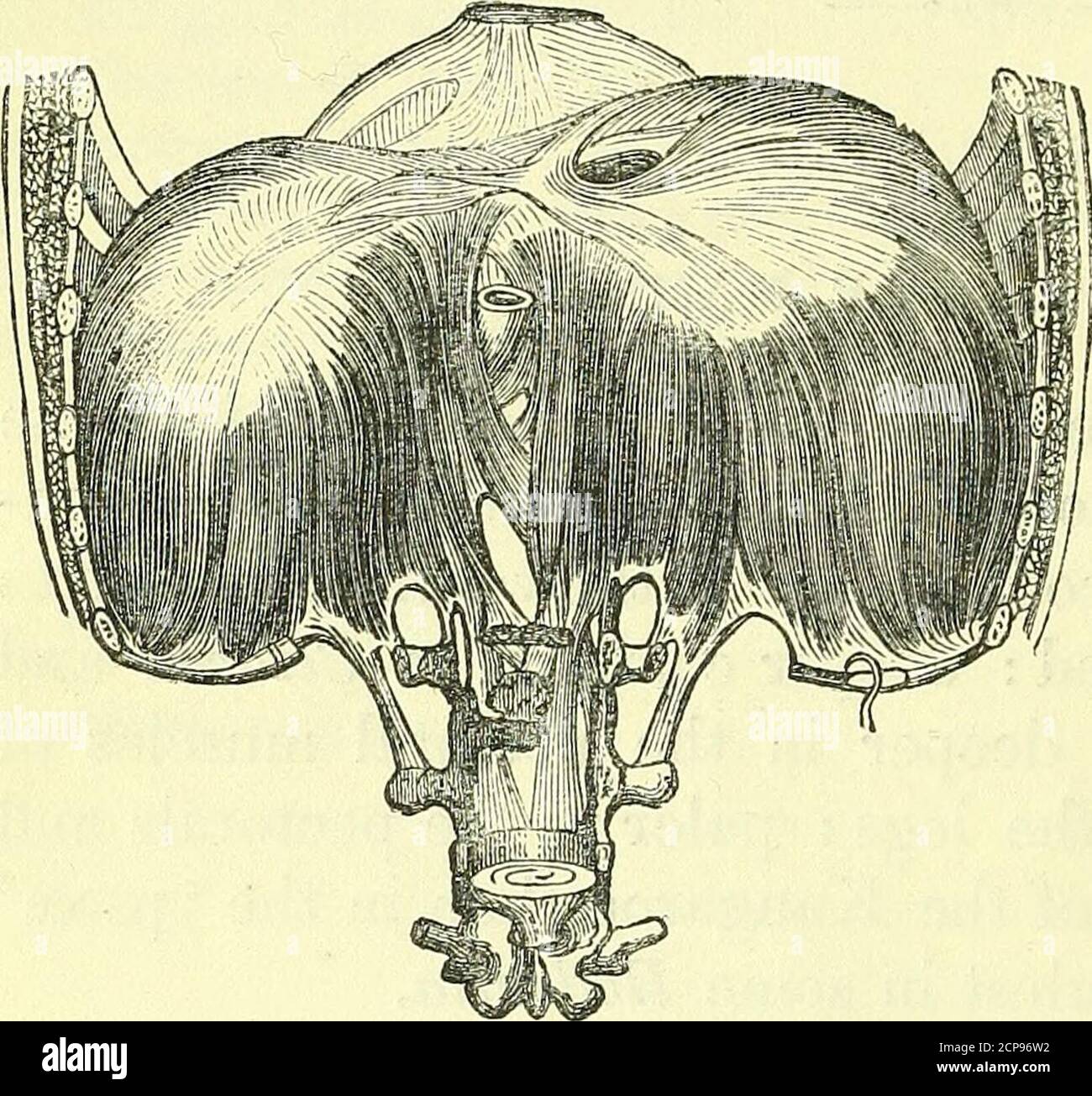 . On the anatomy of vertebrates [electronic resource] . Ungulates, in ...