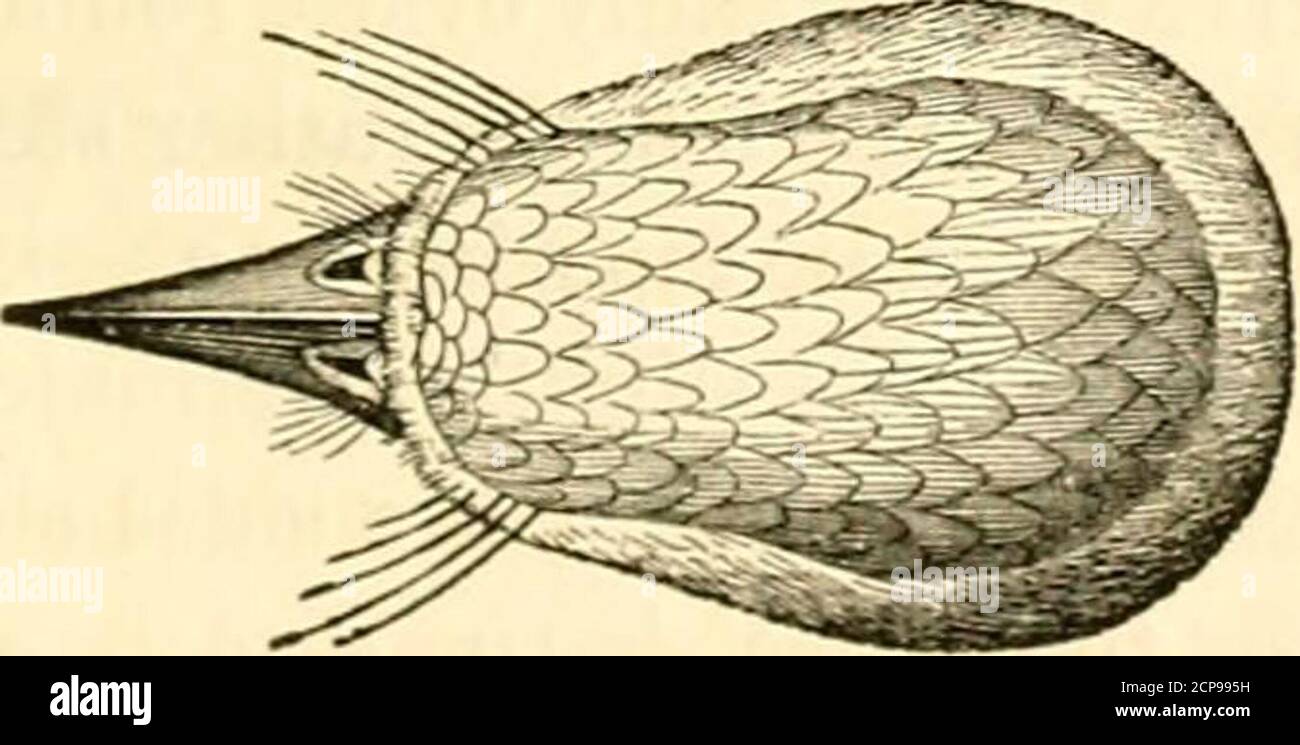 . A history of British birds, indigenous and migratory: including their ...