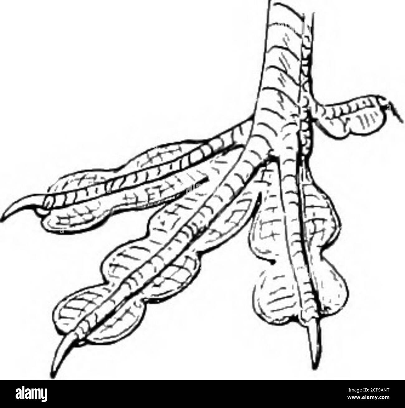 Neck flaps Black and White Stock Photos & Images - Alamy