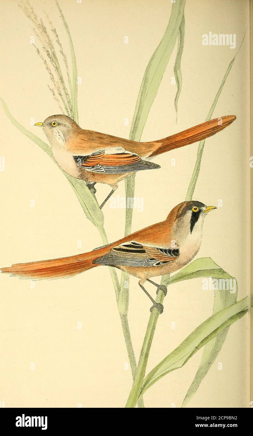 Bearded titmouse hi-res stock photography and images - Alamy