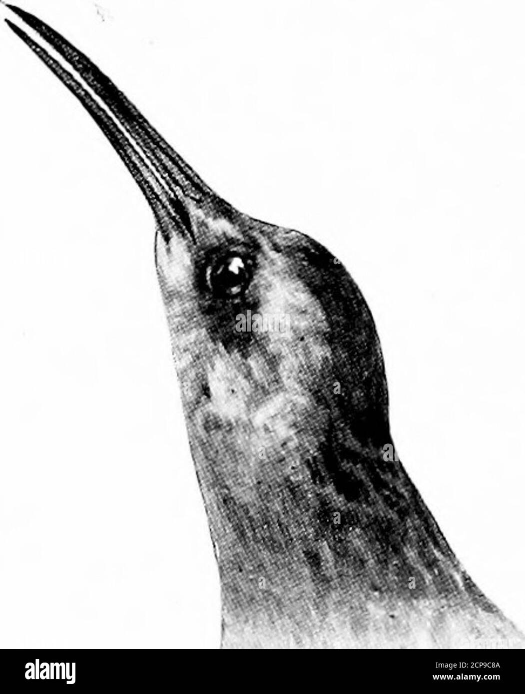 Blackish upper parts Black and White Stock Photos & Images - Alamy