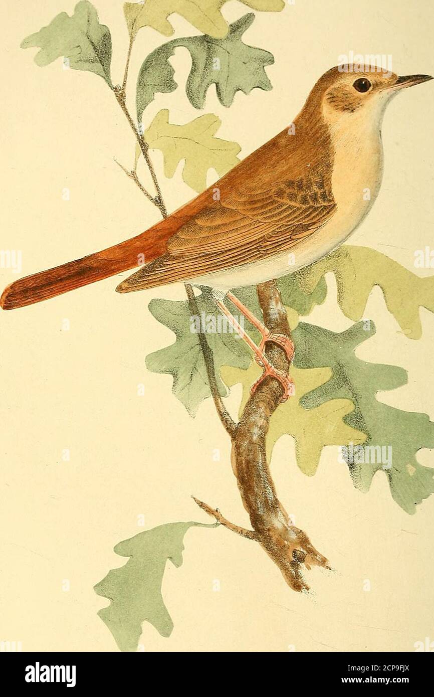 Nightingale observed hi-res stock photography and images - Alamy