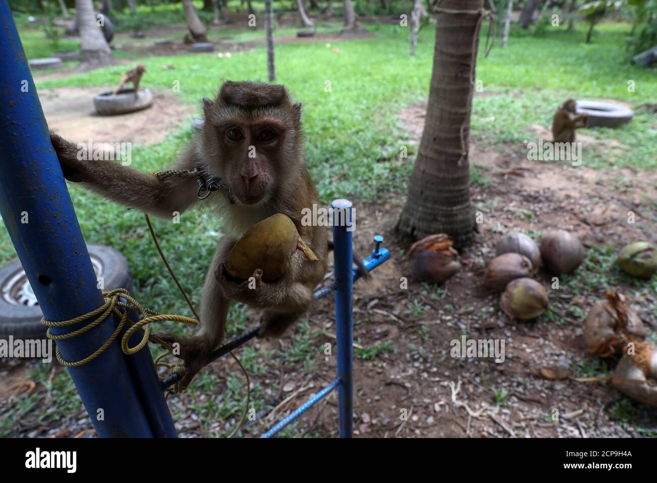 Monkey in school hi-res stock photography and images - Alamy