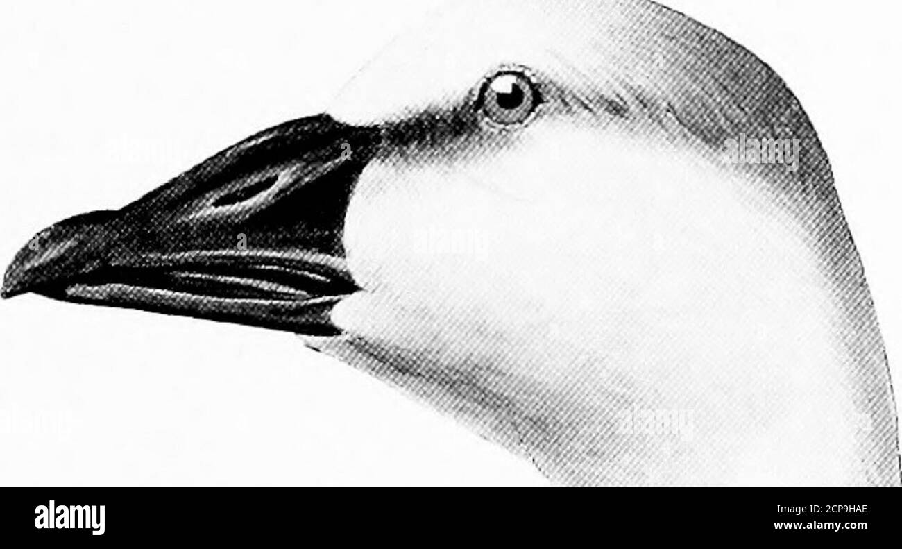 White rump and tail Black and White Stock Photos & Images - Alamy