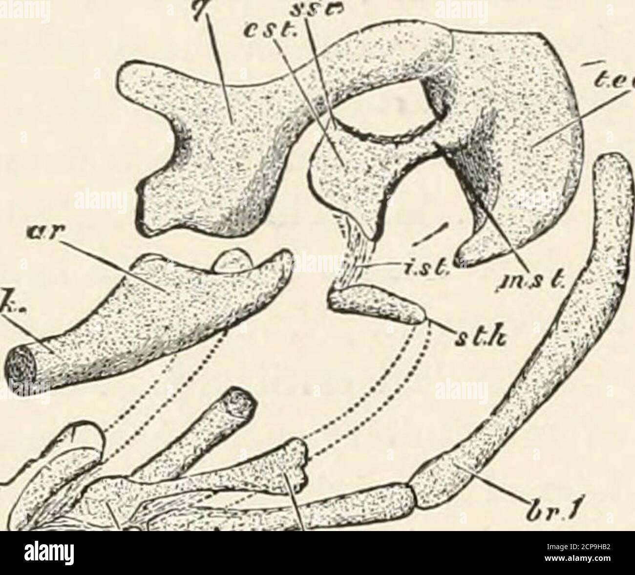 Jaw bone hi hi-res stock photography and images - Alamy