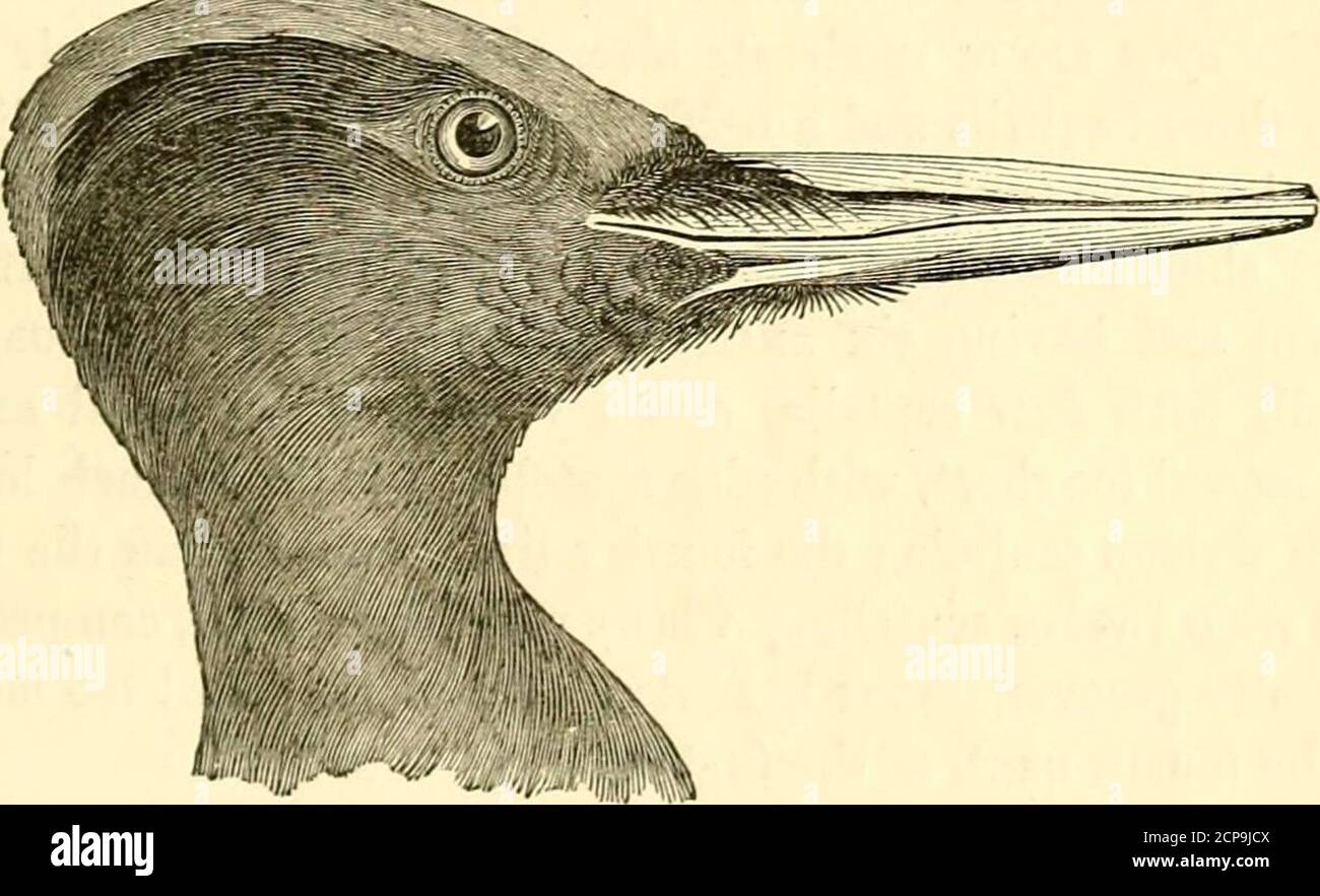 . A history of British birds, indigenous and migratory: including their ...