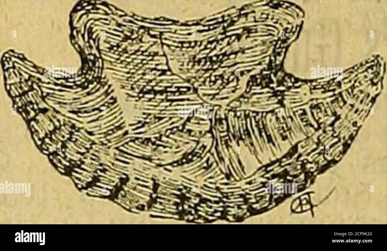 . The Oölogist for the student of birds, their nests and eggs Stock ...