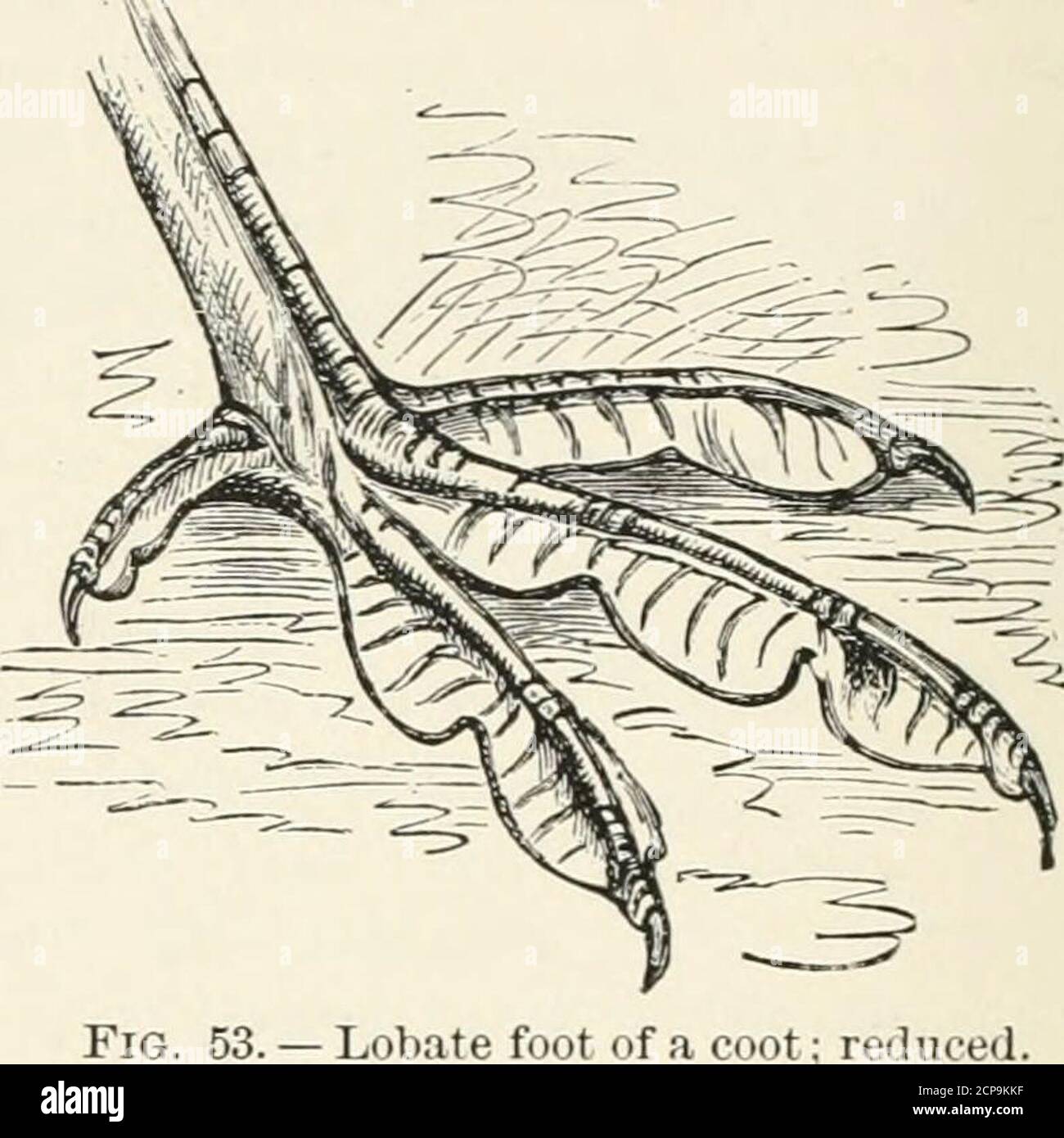 . Key to North American birds. Containing a concise account of every ...