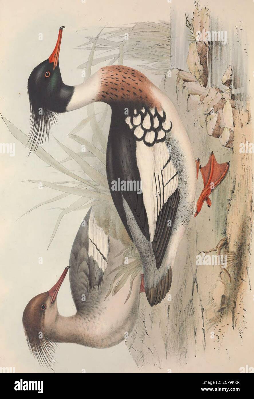 Lighter colour of head hi-res stock photography and images - Alamy