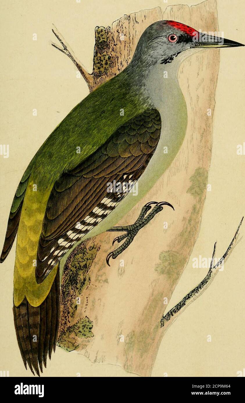 Sharp arched claws hi-res stock photography and images - Alamy