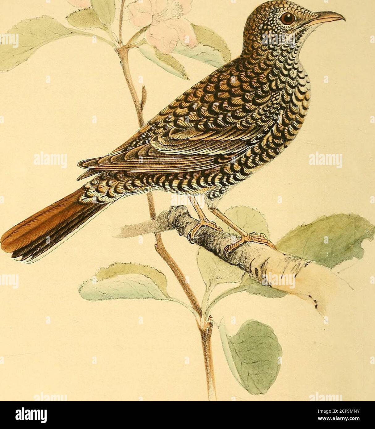 Purple Thrush High Resolution Stock Photography and Images - Alamy