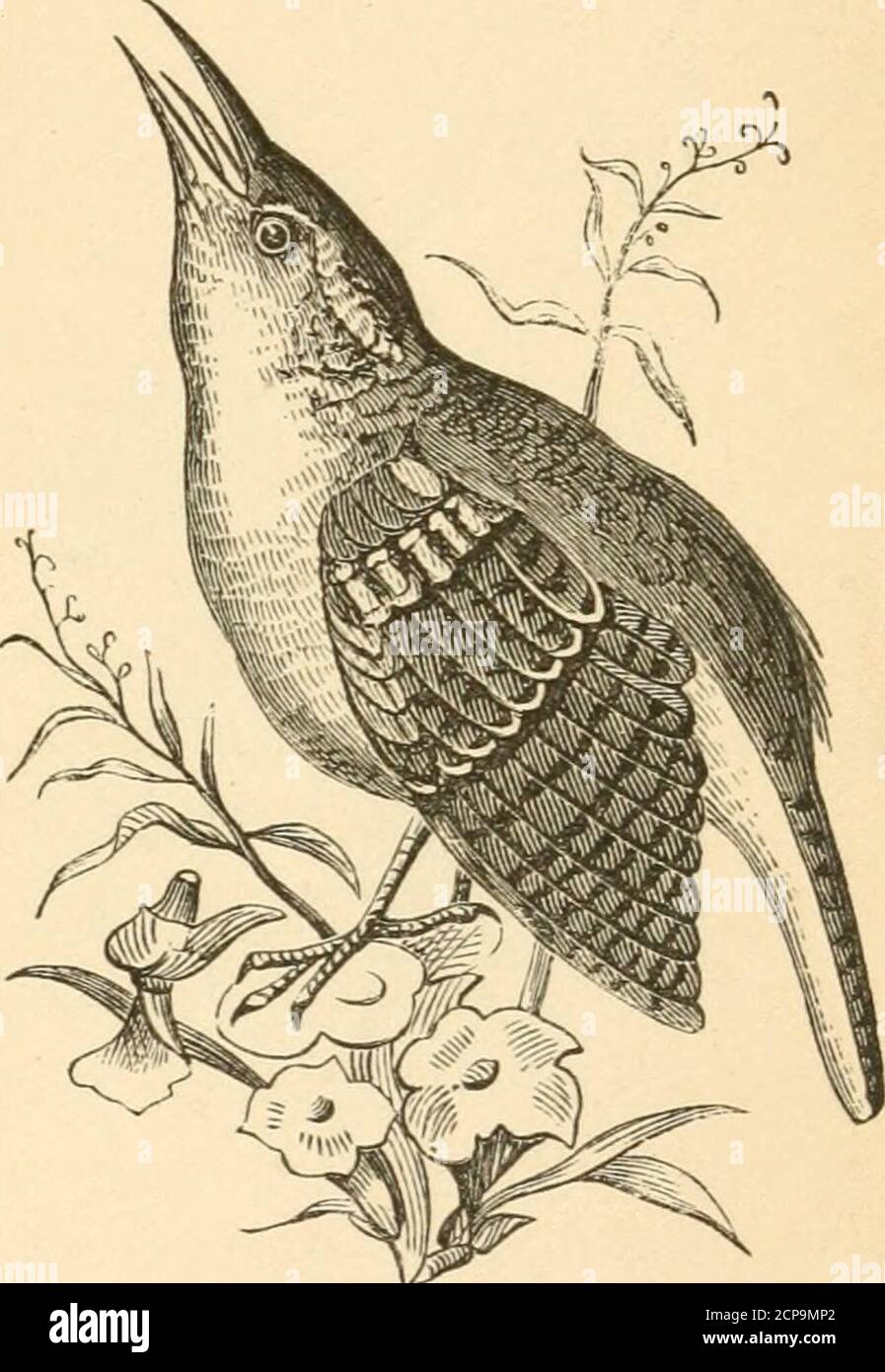 . Our own birds : a familiar natural history of the birds of the United ...