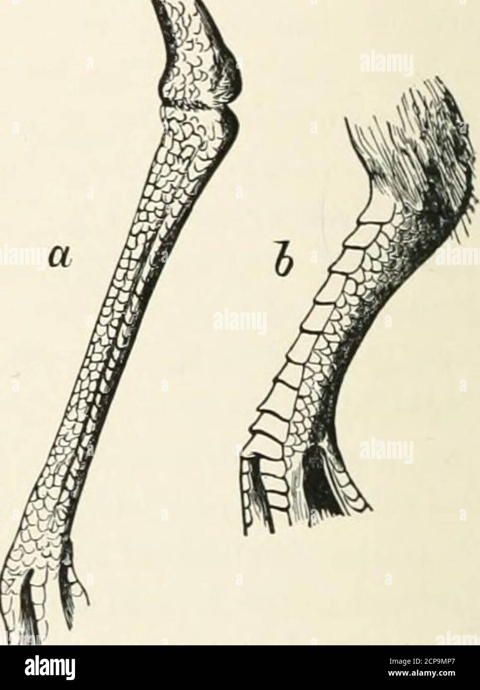 . Key to North American birds. Containing a concise account of every ...