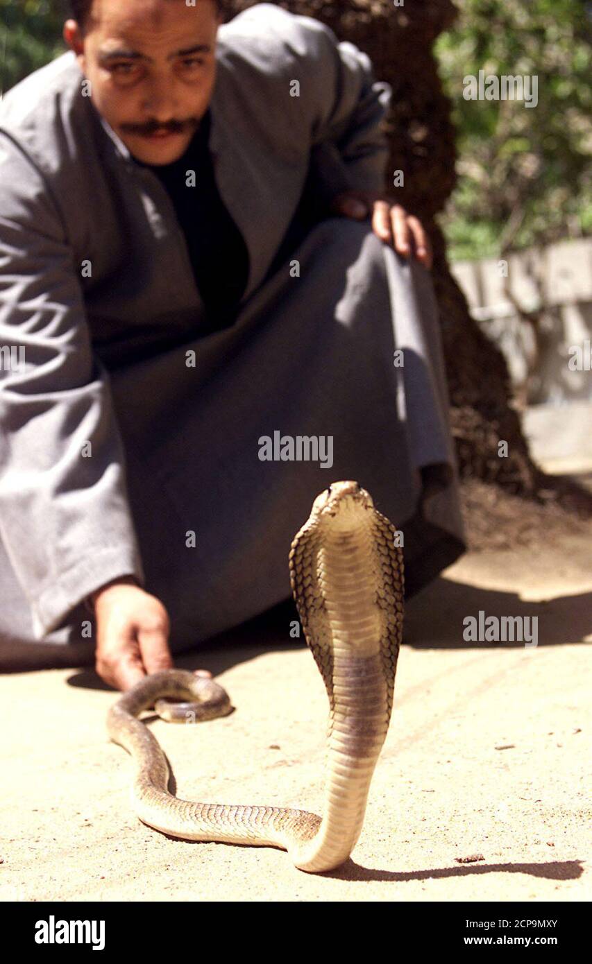 Egyptian cobra asp hi-res stock photography and images - Alamy