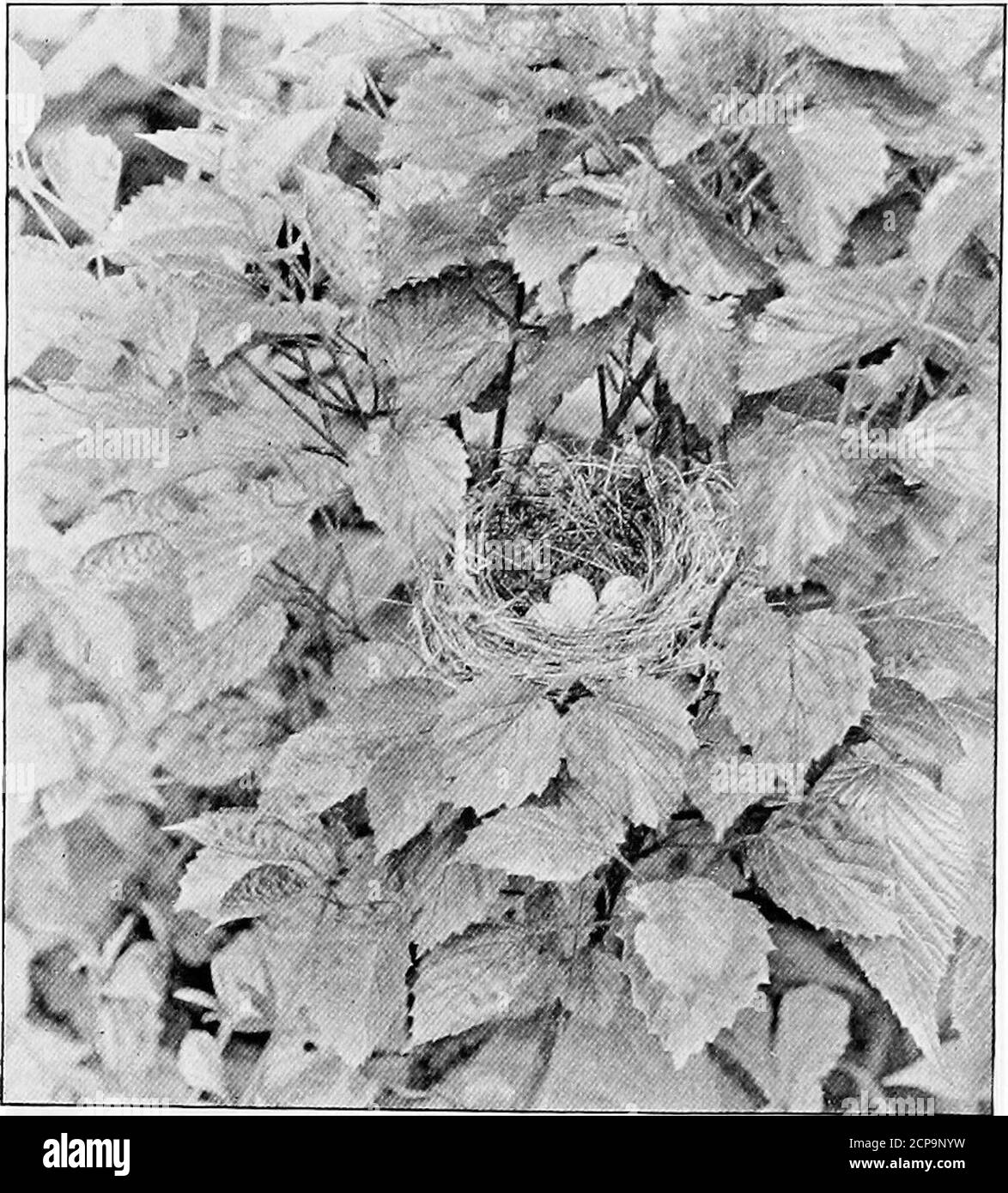 Round woven grass nest Black and White Stock Photos & Images - Alamy