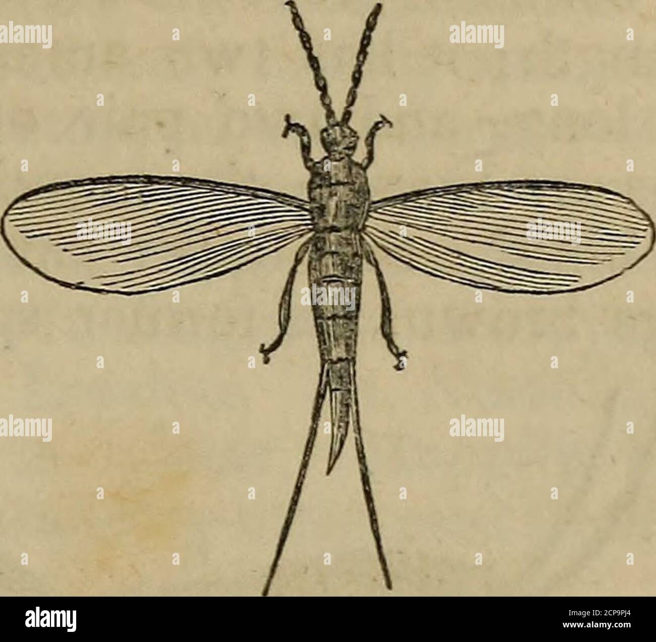 Kermes insects hi-res stock photography and images - Alamy