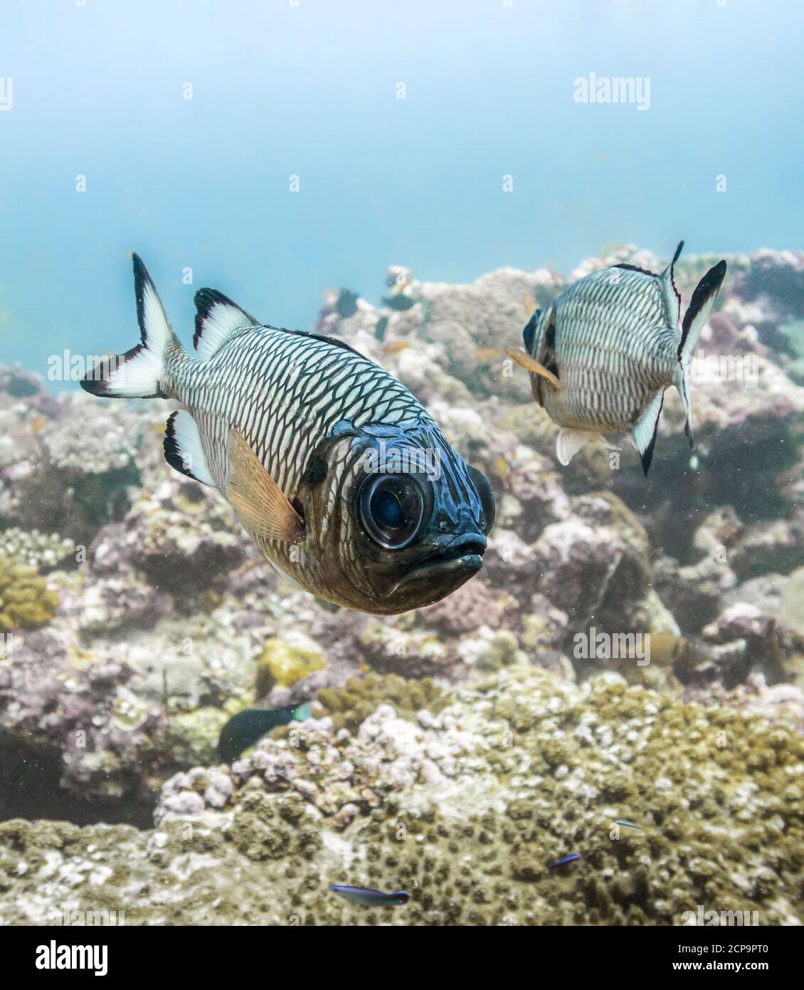 Soldier fish at the bottom of the Indian ocean Stock Photo - Alamy