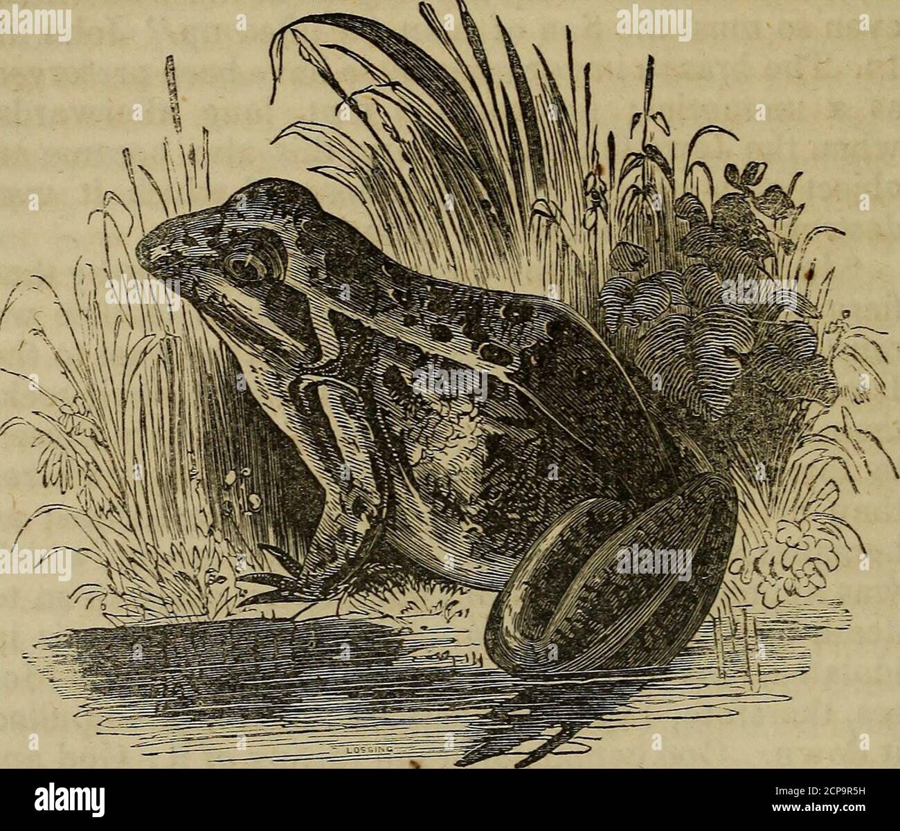 . Scripture natural history: containing a description of quadrupeds ...