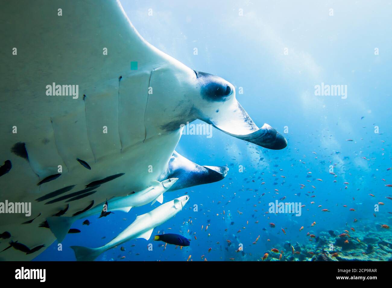 Huge Manta Ray with Clingfish over the bottom of the Indian ocean Stock ...