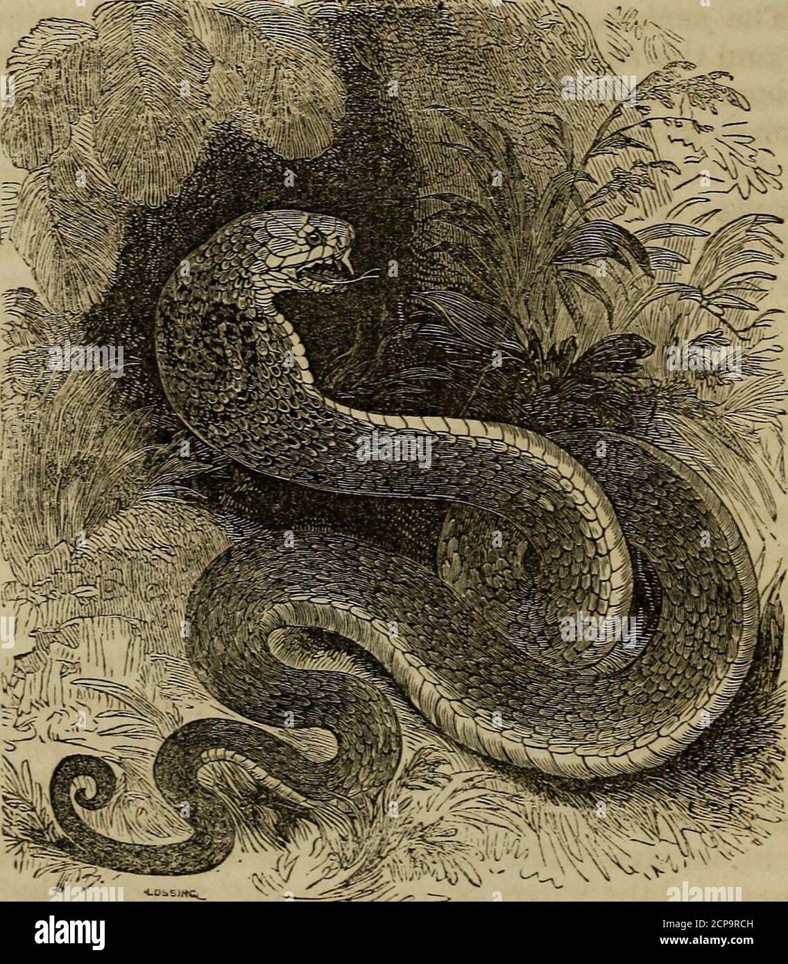 . Scripture natural history: containing a description of quadrupeds ...