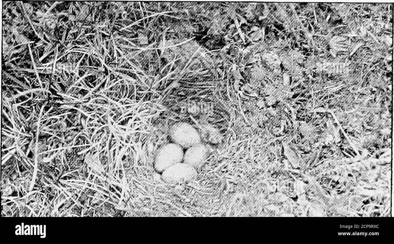Late fall and birds nest Black and White Stock Photos & Images - Alamy