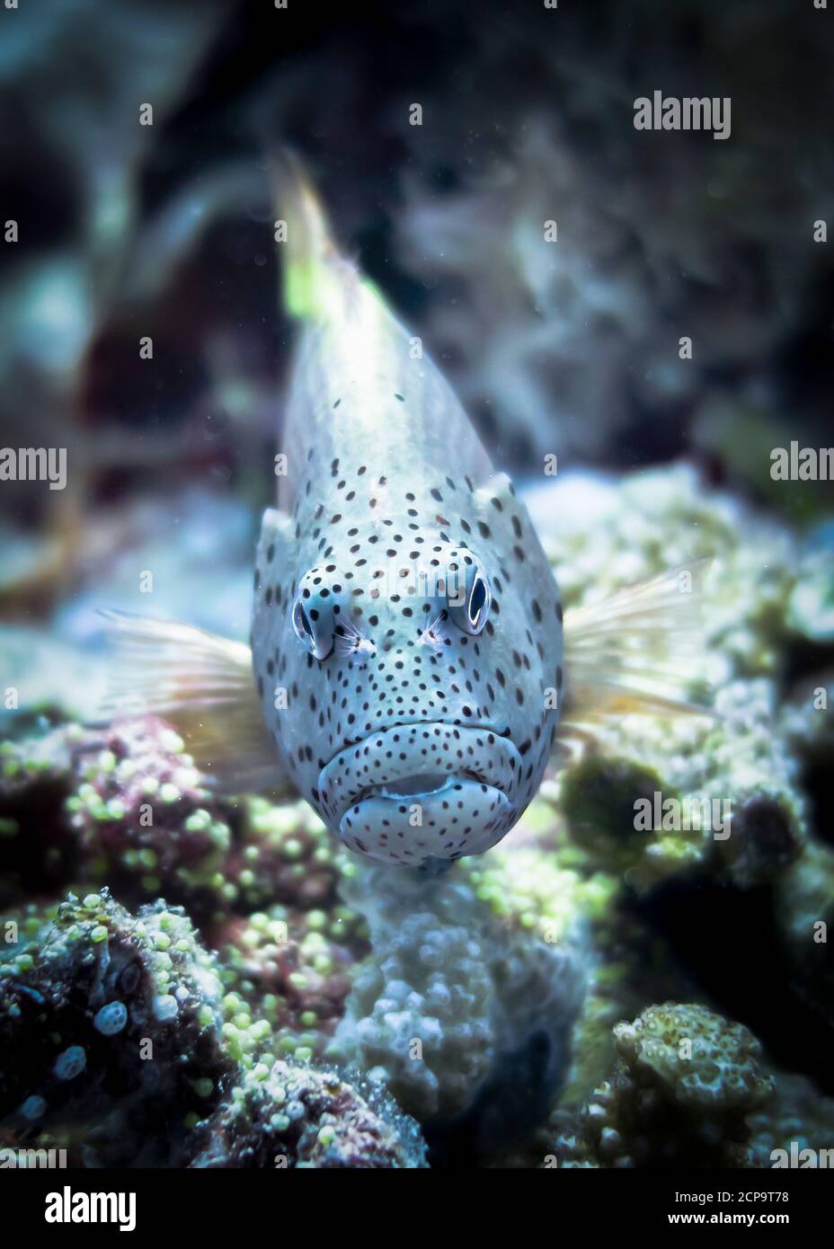 Portrait of Freckled Hawkfish sitting on the coral in the Indian ocean ...
