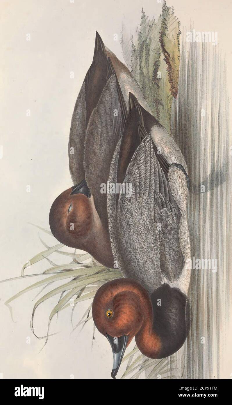 Rump of a duck hi-res stock photography and images - Alamy