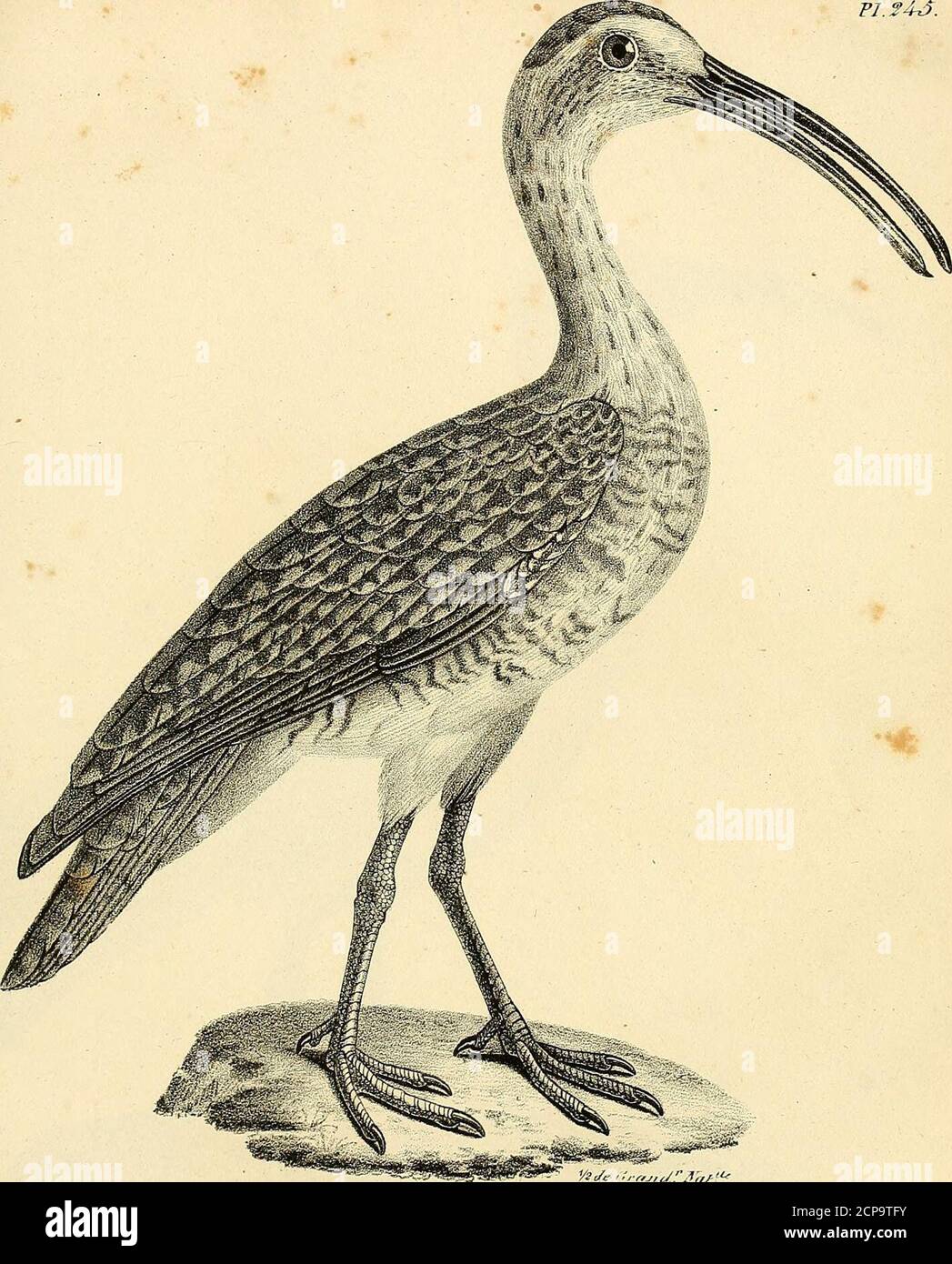 . La galerie des oiseaux . ùtey c^Vei vola. ôv>ai( cvutvu)^. riuyfurt ...