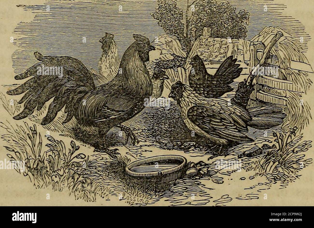 . Scripture natural history: containing a description of quadrupeds ...