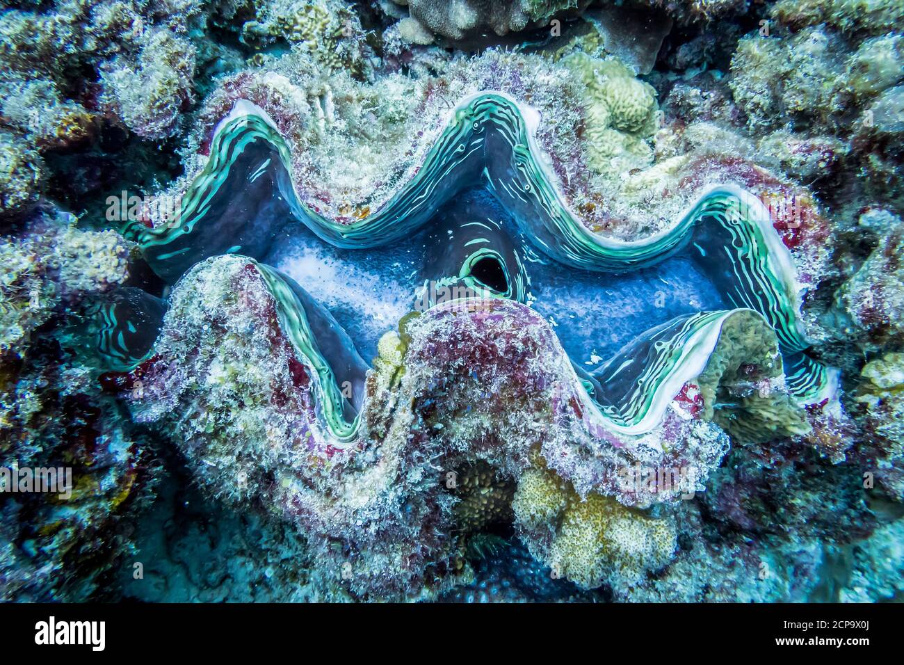 The Tridacna Maxima clam buried in the coral in the Indian ocean Stock ...