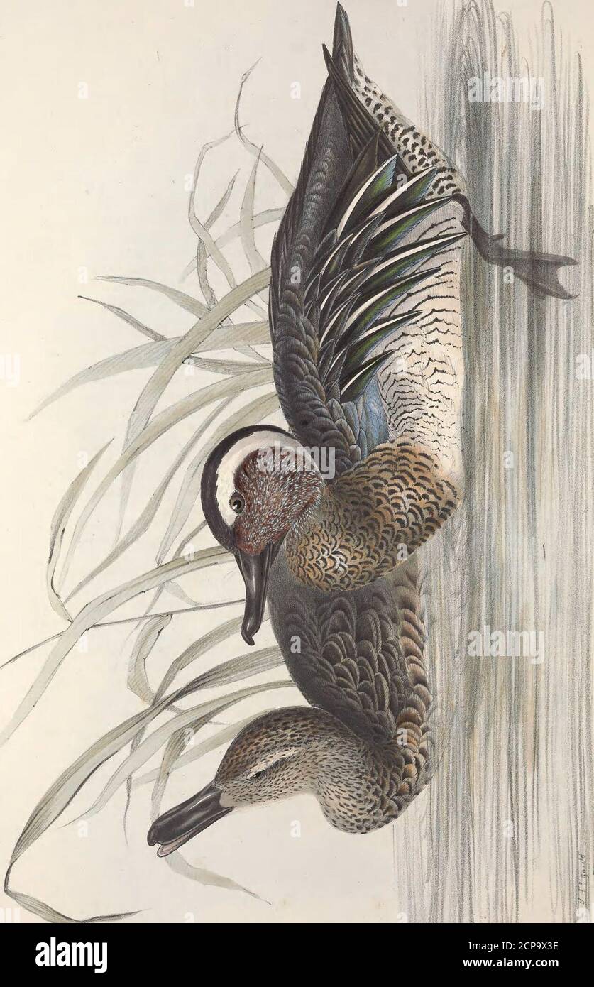 Black markings lower bill base hi-res stock photography and images - Alamy