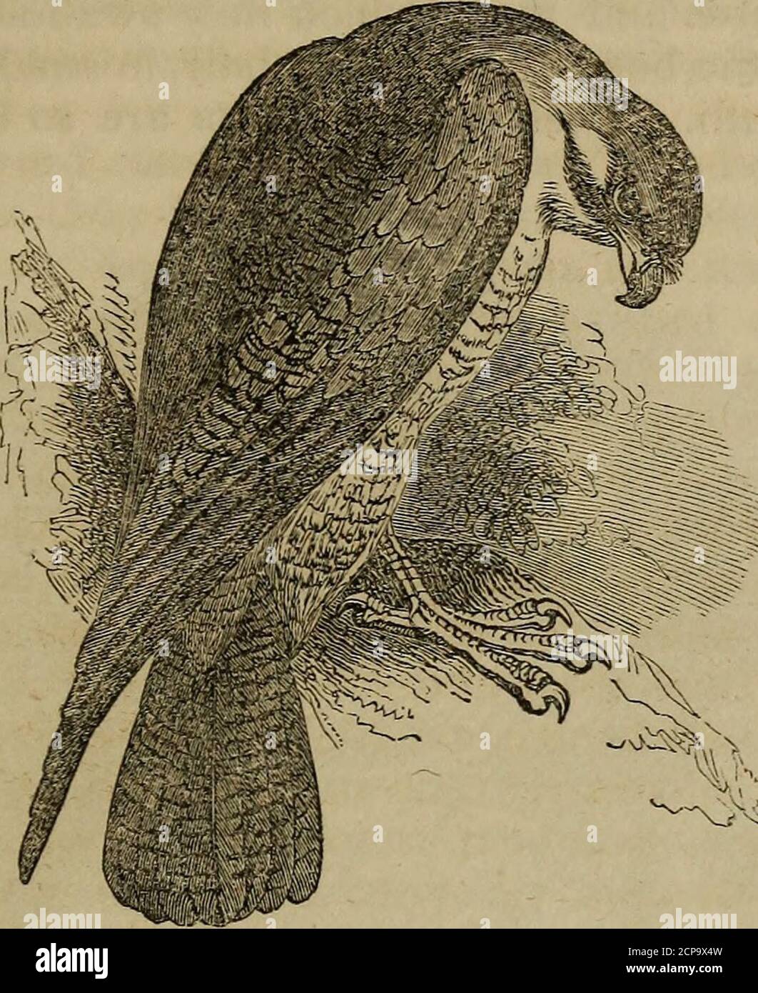 . Scripture natural history: containing a description of quadrupeds ...