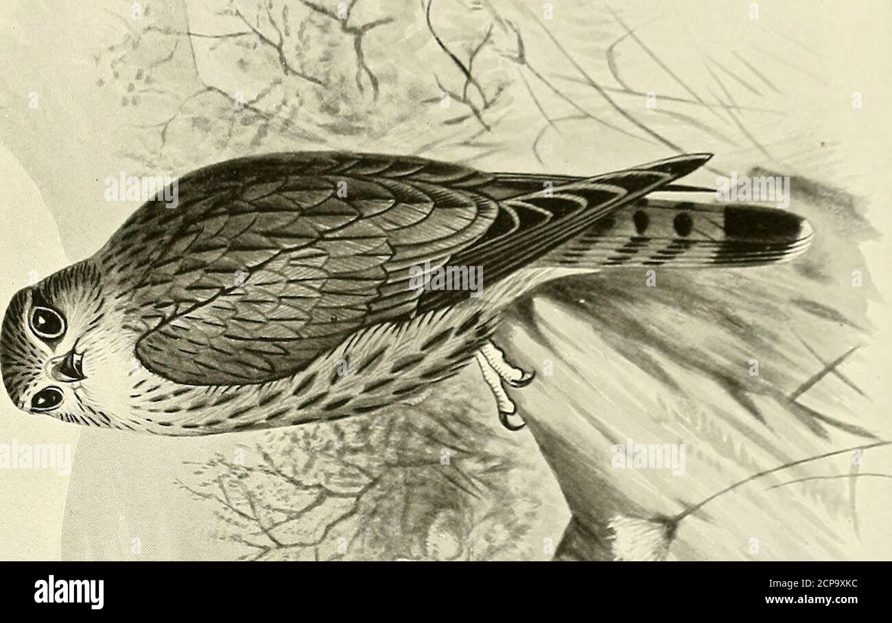 . British birds with their nests and eggs . beflushed, and often ...