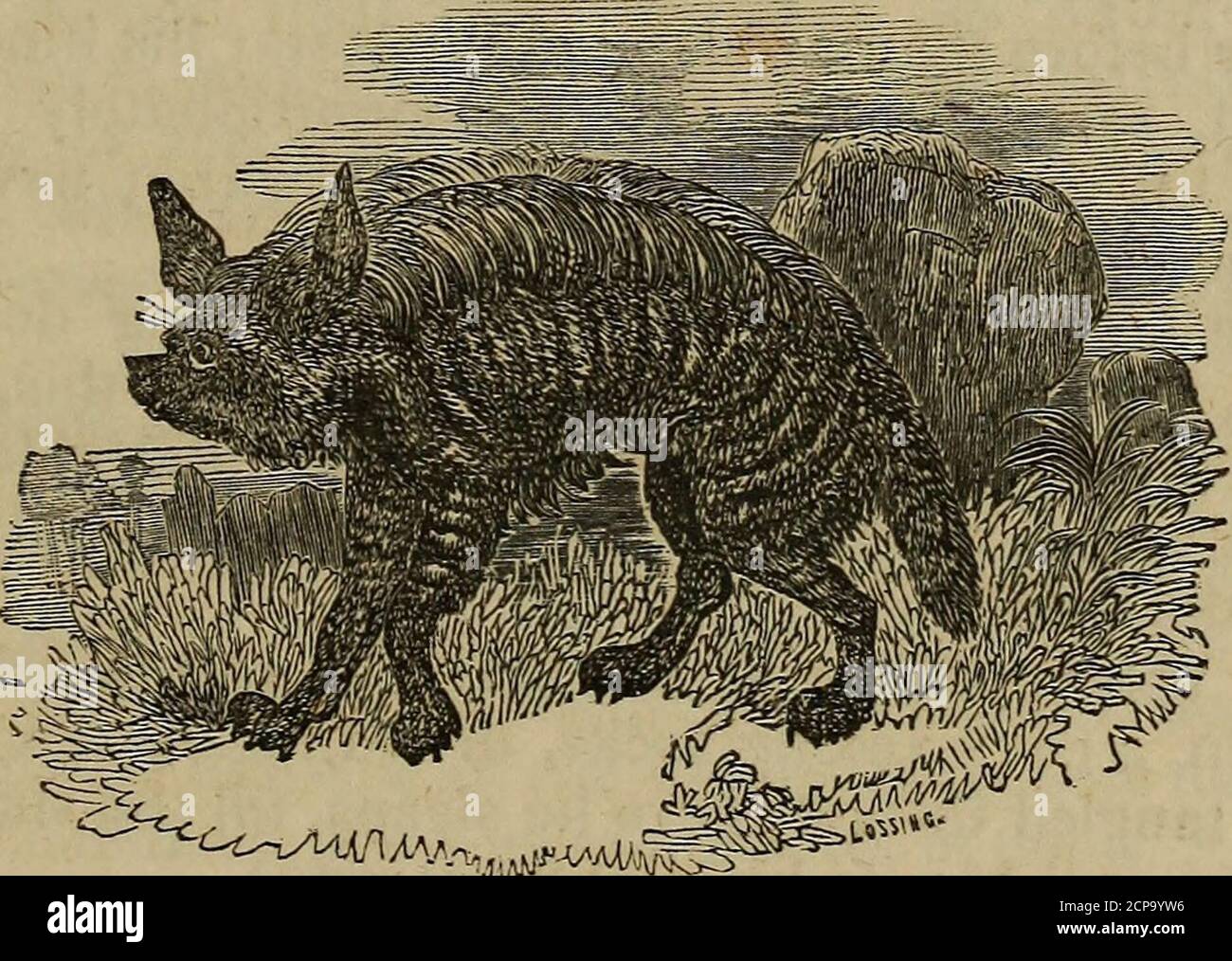 . Scripture natural history: containing a description of quadrupeds ...