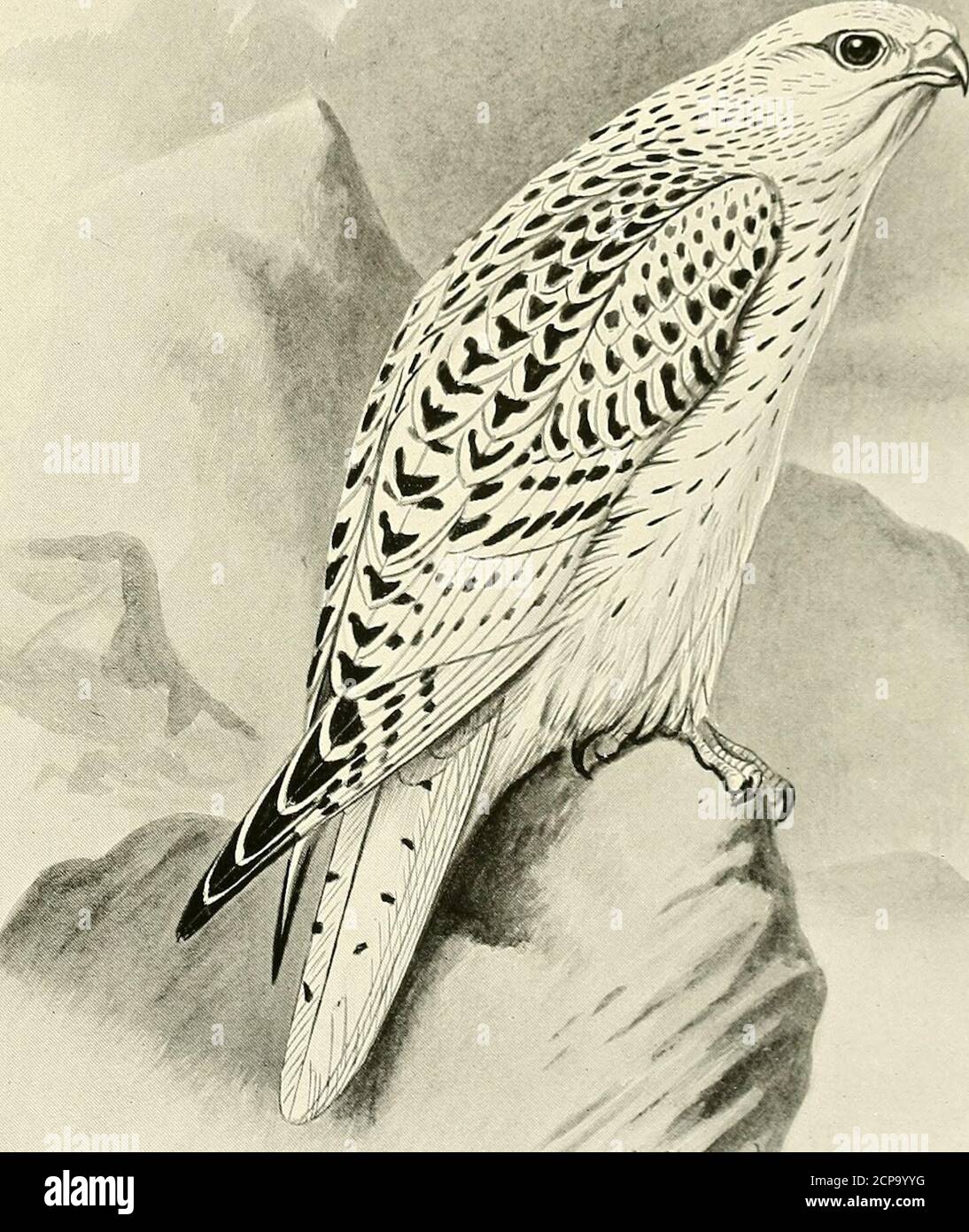 . British birds with their nests and eggs . ^ theirirides being hazel ...