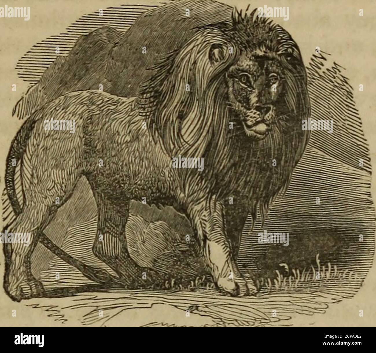 . Scripture natural history: containing a description of quadrupeds ...