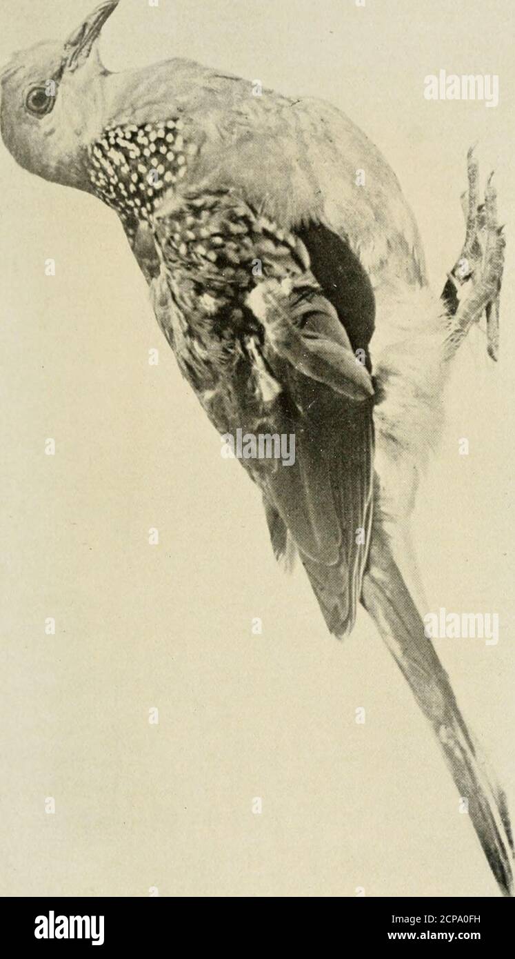 . Bombay ducks; an account of some of the every-day birds and beasts ...