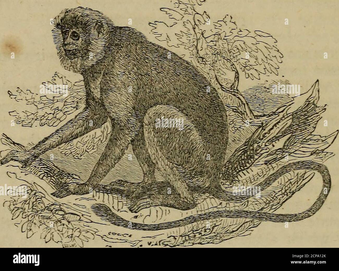 . Scripture natural history: containing a description of quadrupeds ...