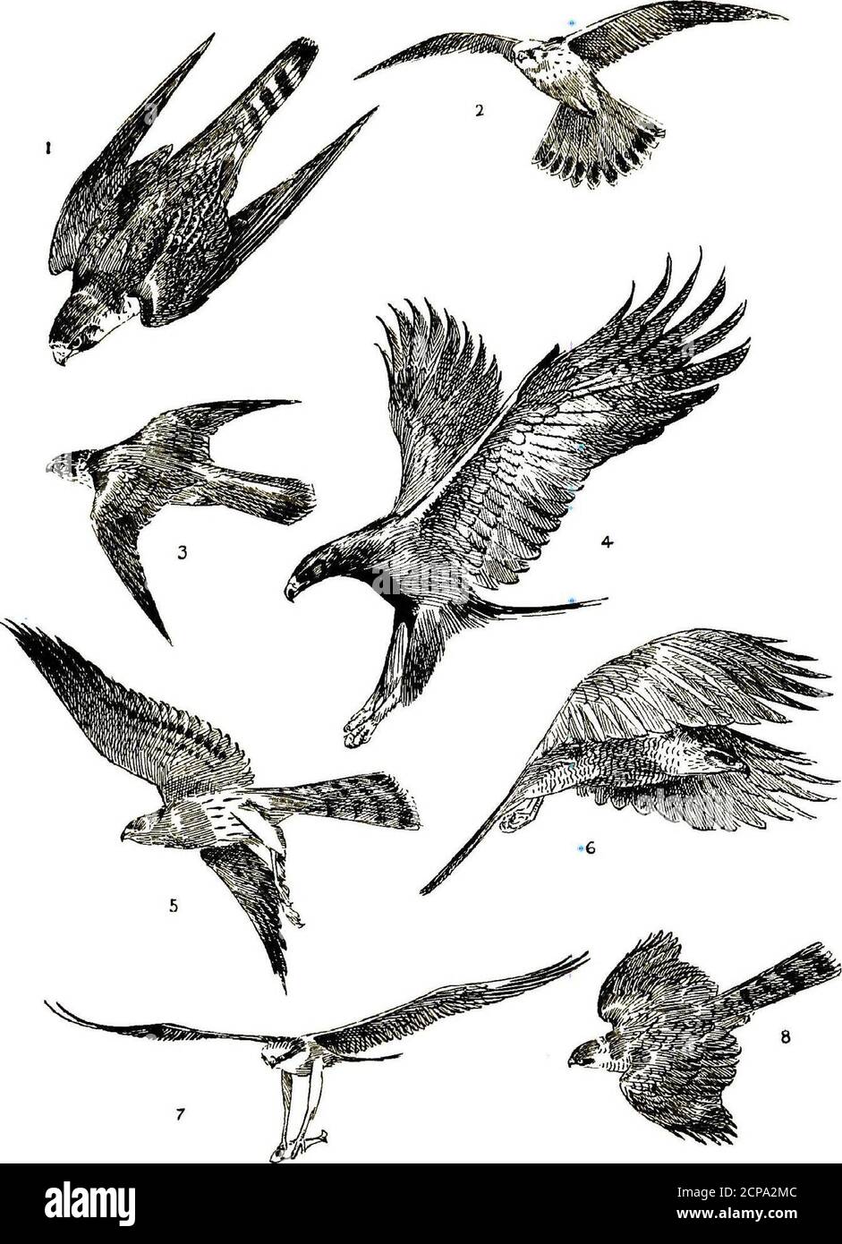 Long sloping forehead Cut Out Stock Images & Pictures - Alamy