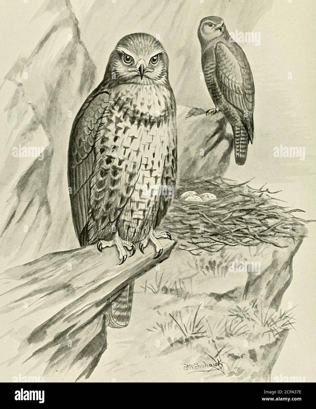 Rough legged falcons hi-res stock photography and images - Alamy