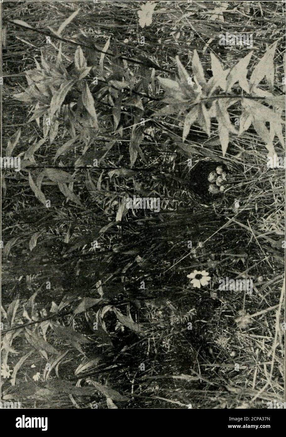 Snow goose egg hi-res stock photography and images - Alamy