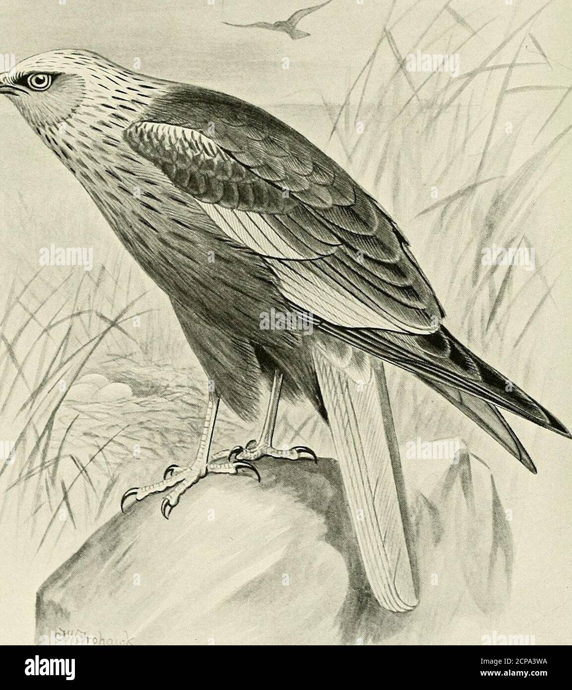 Young Hen Harrier High Resolution Stock Photography and Images - Alamy