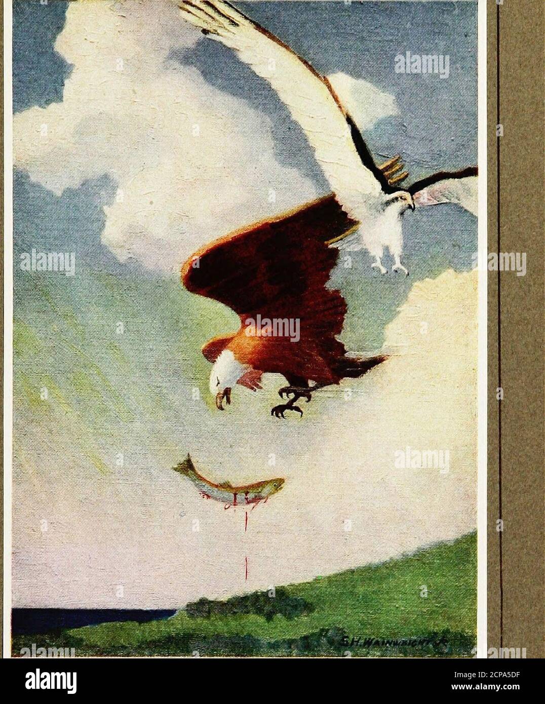 . The human side of birds . The osprey rarely fishes for himself, as he ...