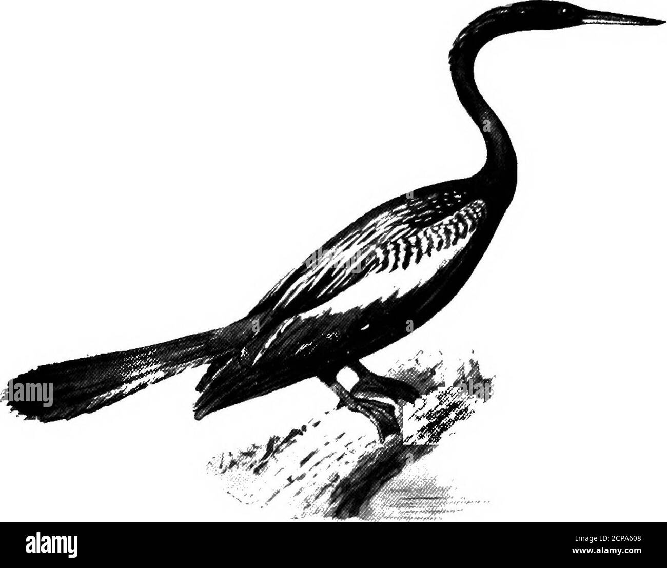 Neck sack Black and White Stock Photos & Images - Alamy