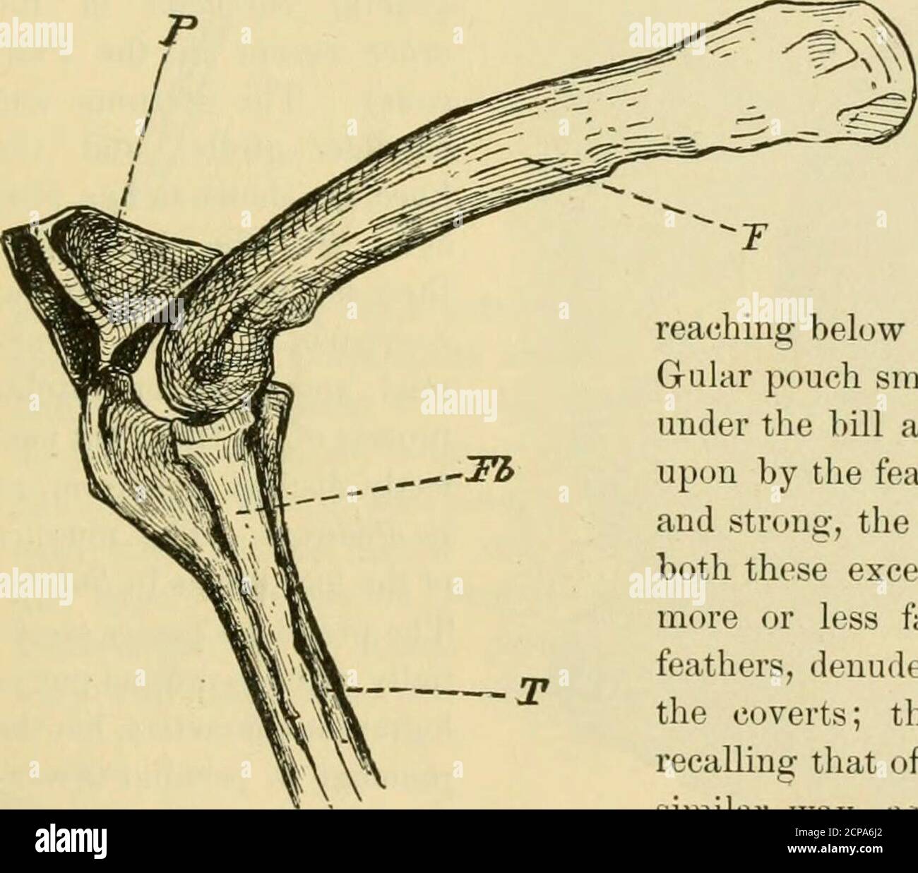 . Key to North American birds. Containing a concise account of every ...
