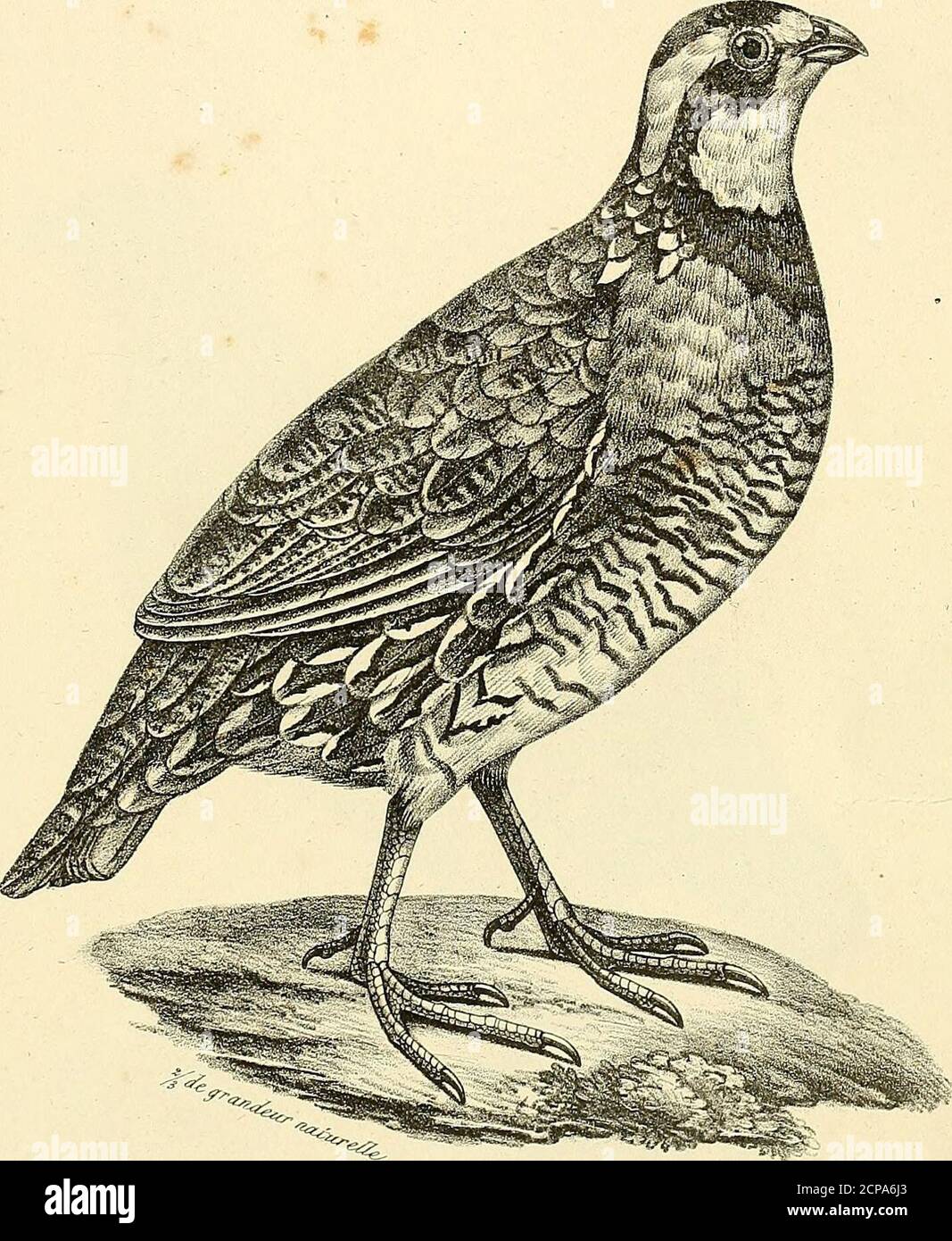 Jlcx hi-res stock photography and images - Alamy