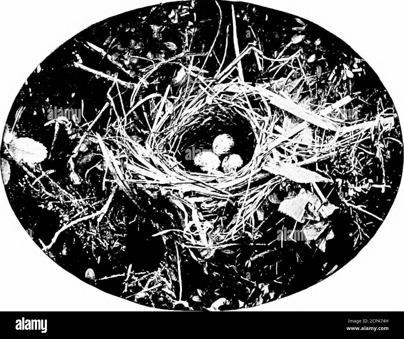 Squirrel at rest Black and White Stock Photos & Images - Alamy