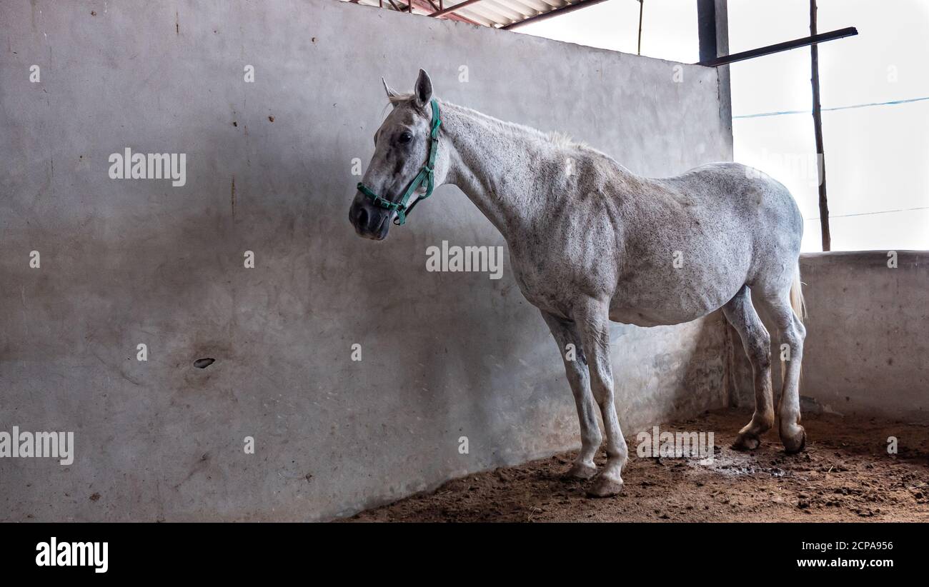 Horse sick from Africanhorse sickness virus in the farm Stock Photo - Alamy