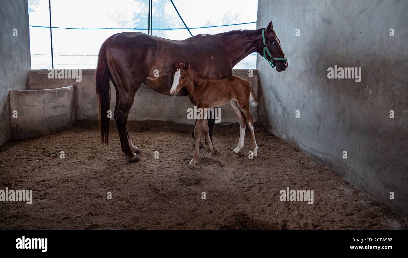 Sick horse lying hi-res stock photography and images - Alamy