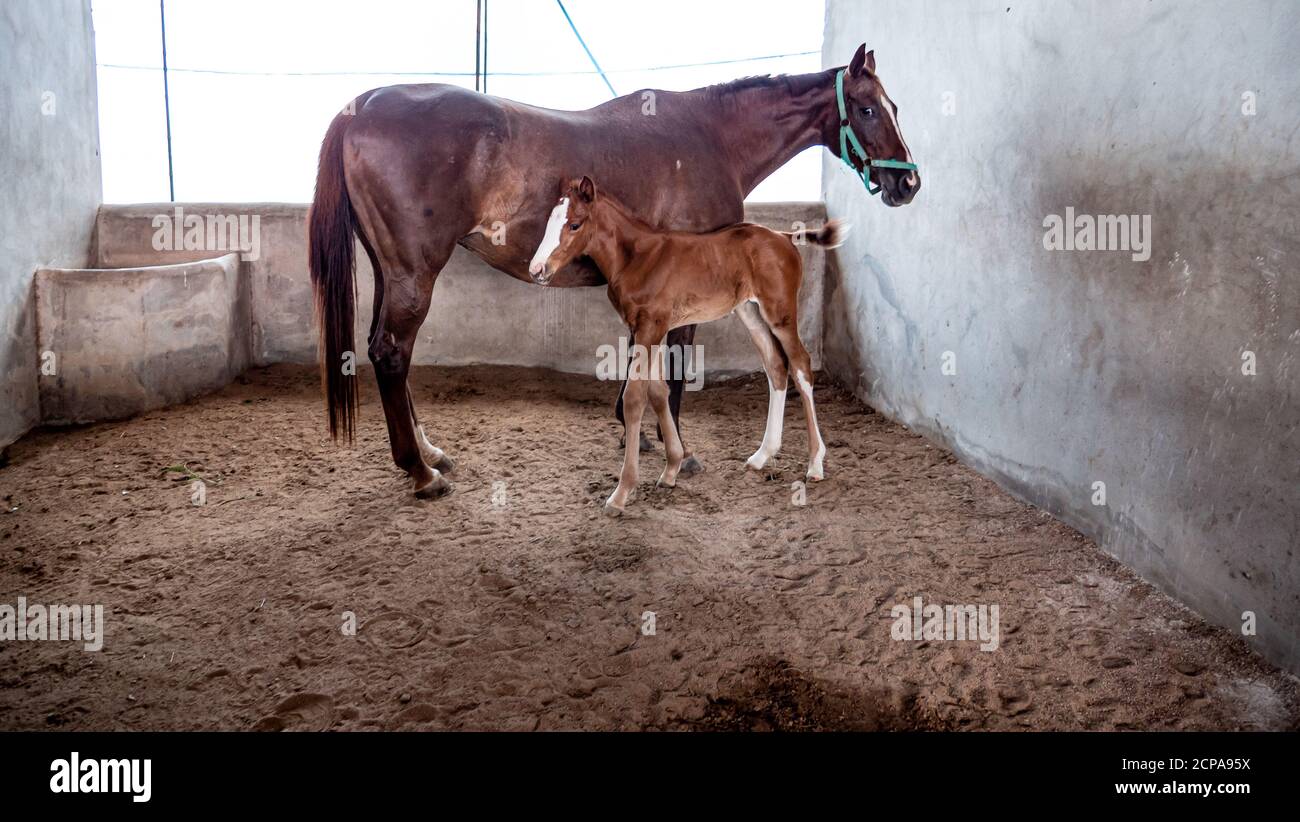Horse sick from Africanhorse sickness virus in the farm Stock Photo - Alamy
